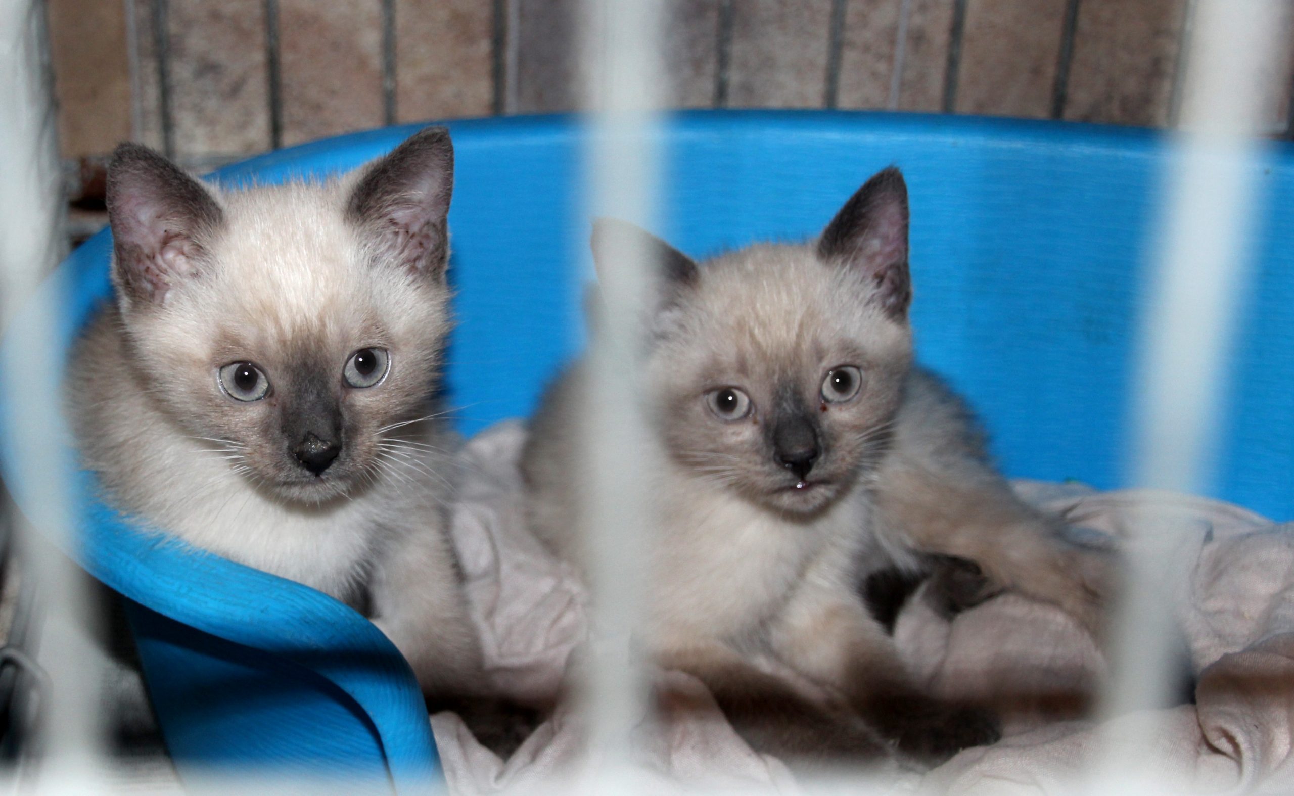 Cachoros Siameses – El Jardinet dels Gats